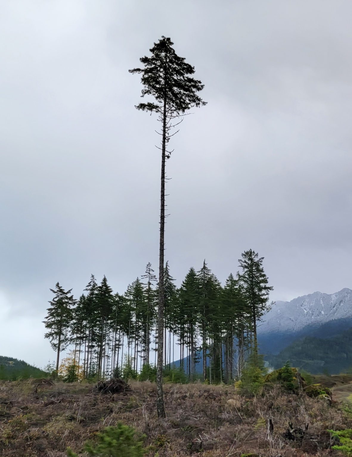 Olympic-Peninsula-Trees | Sisbehaving